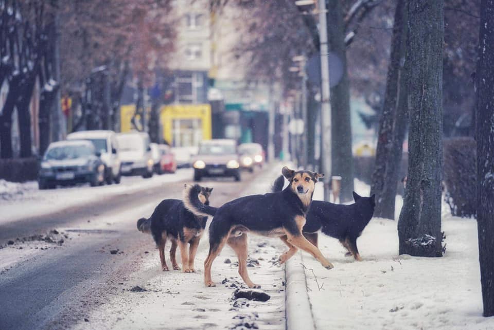 Primăria a făcut anunțul. Cine se va ocupa de câini fără stăpân din ...