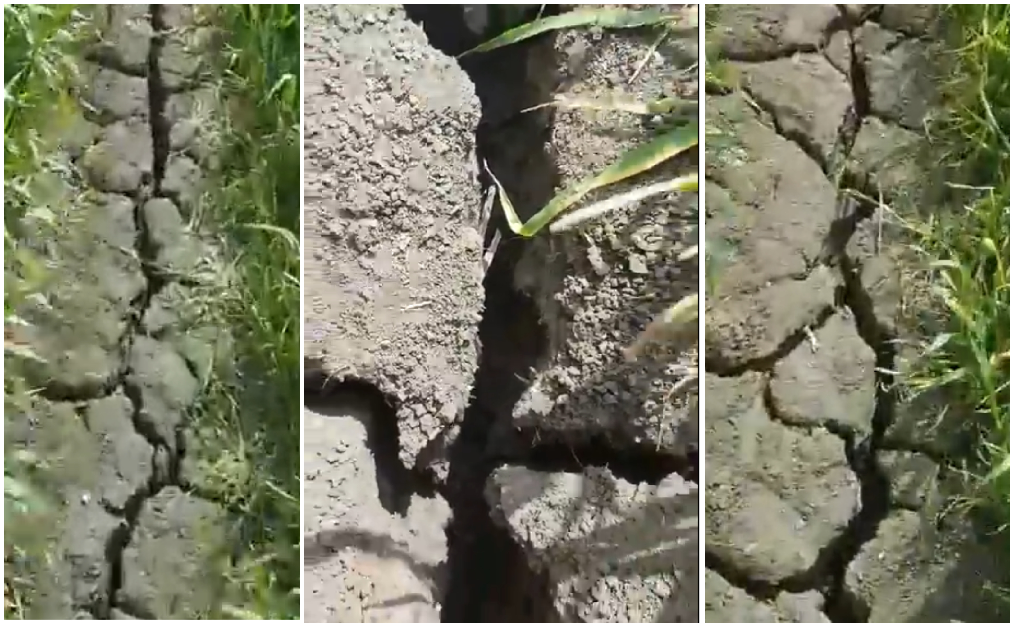 VIDEO. Seceta lovește în agricultură. Pământul a crăpat în unele zone ...