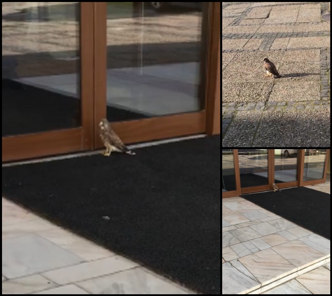 VIDEO. Un pui de șoim, "în vizită" la Prefectură. S-a speriat de ușa cu ...