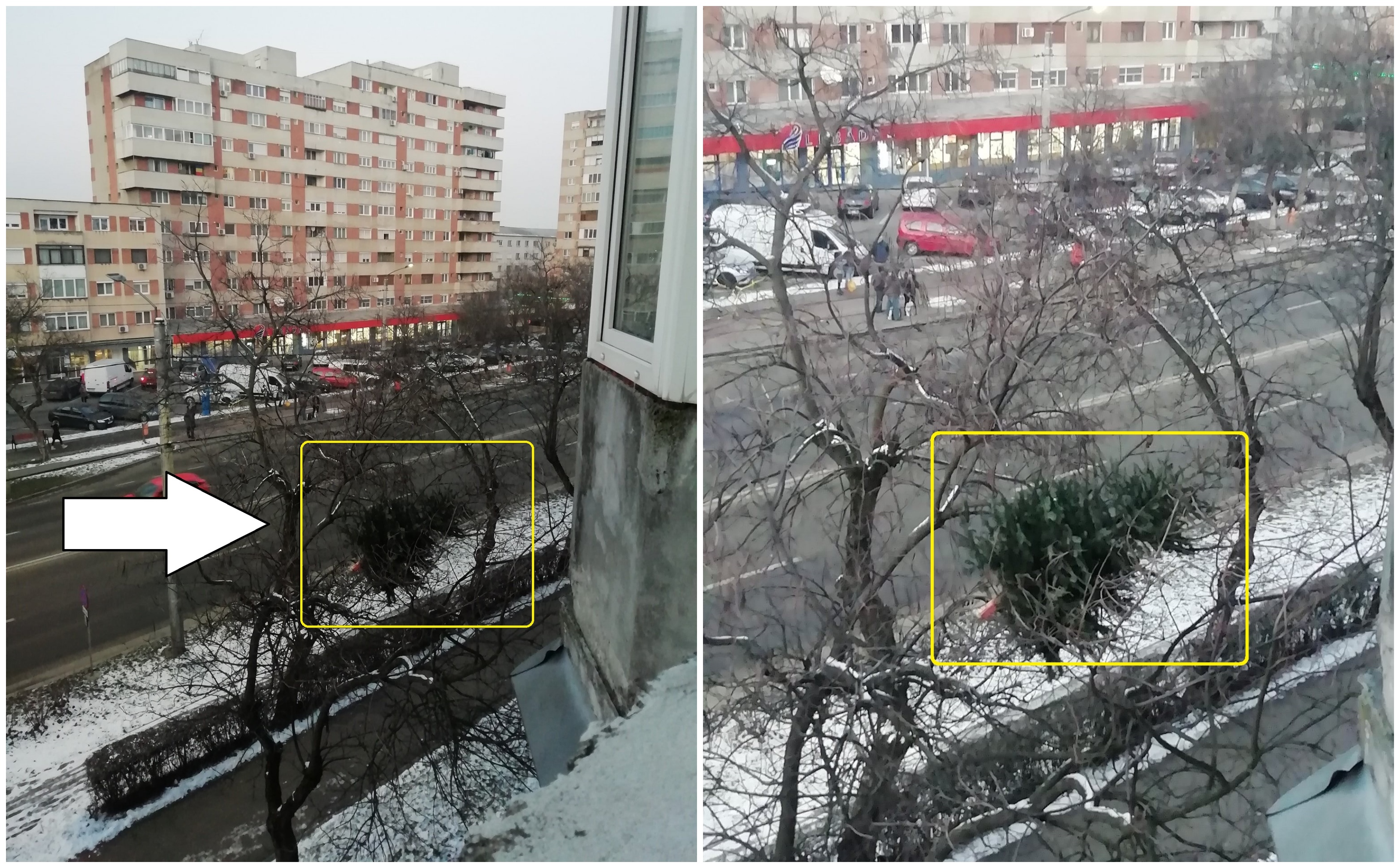 FOTO. Sătmarul minunilor. Și-au aruncat bradul direct pe geam, în copac ...