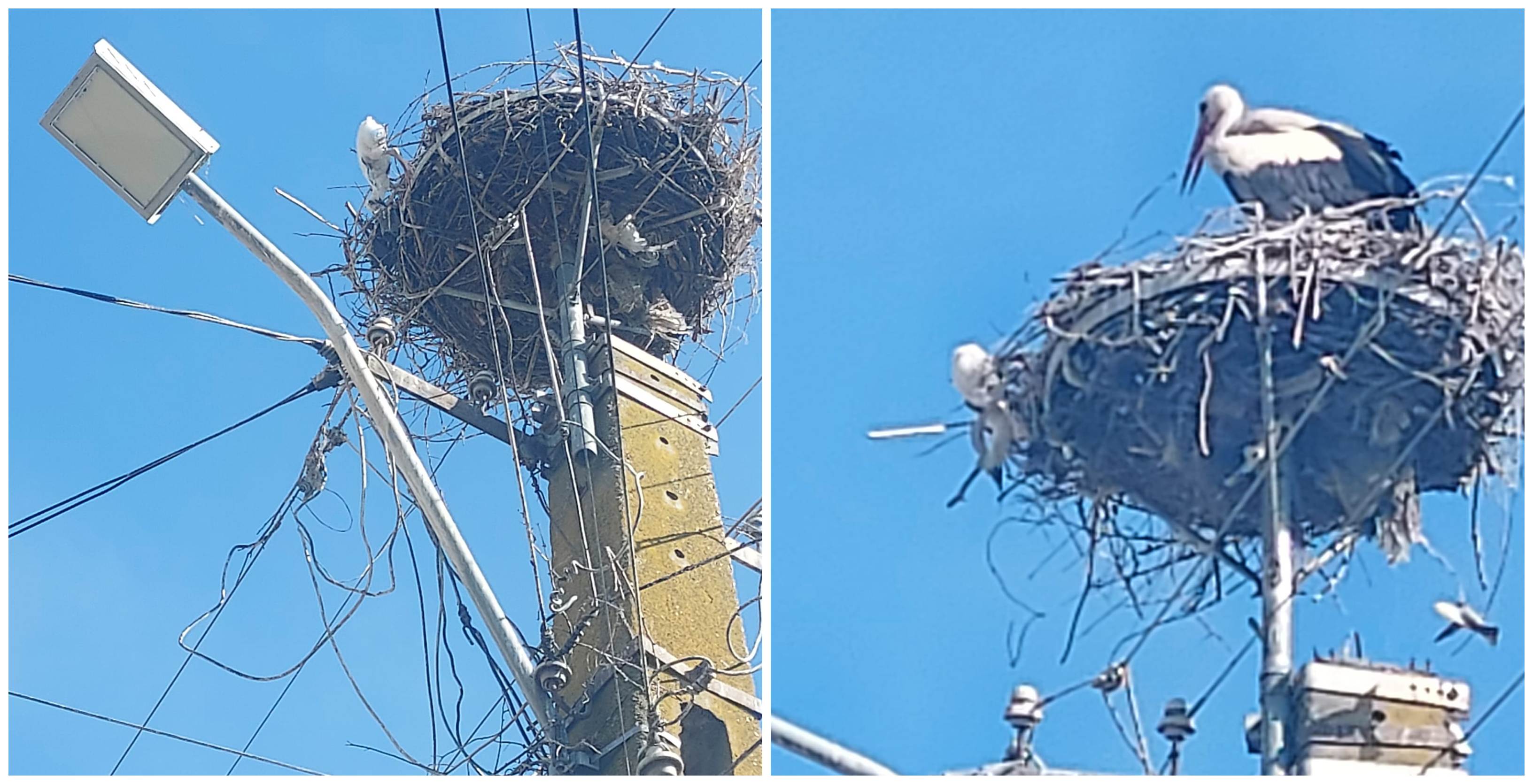 FOTO/VIDEO. Pui de barză salvat de la moarte în Odoreu. Repus în cuib ...