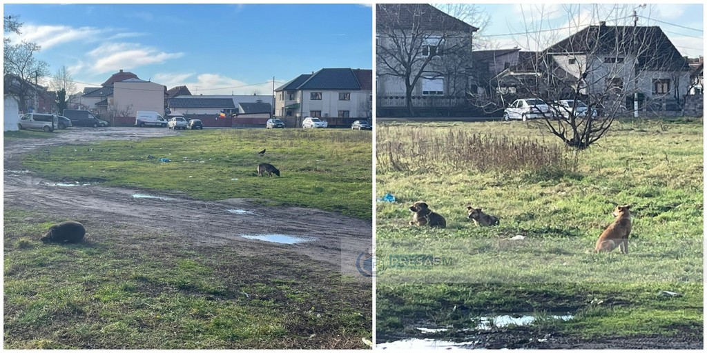 VIDEO. Haite de câini în Satu Mare. Martor: ”Uneori se iau după oameni ...