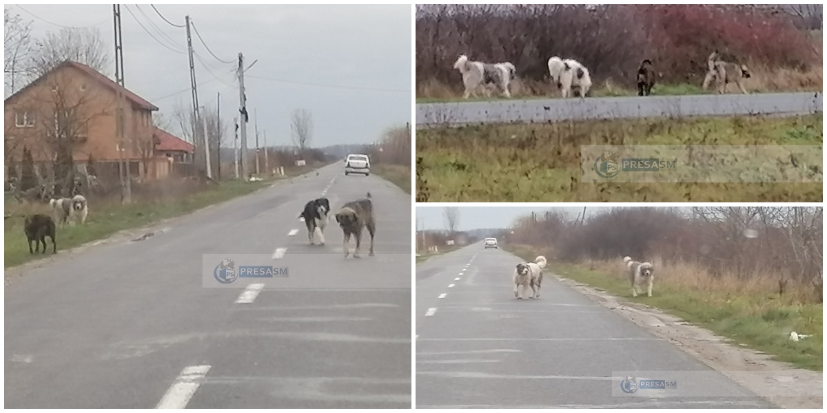 Sătmăreancă atacată de o haită de câini în județul Satu Mare ...