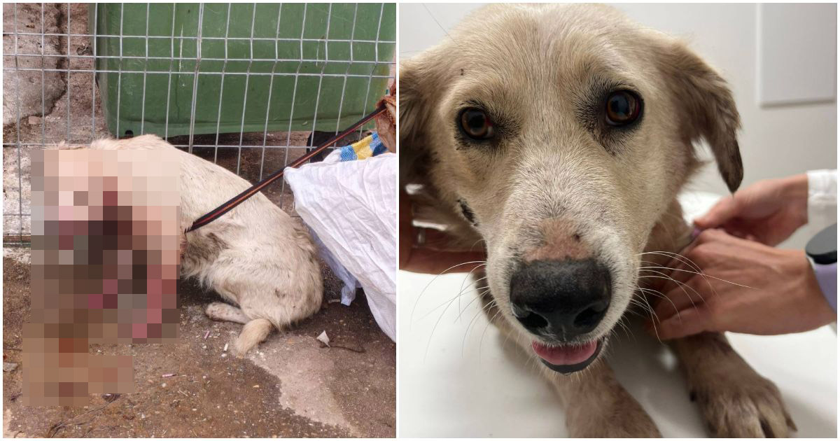 Drama unei familii din Satu Mare: doi gemeni luptă cu boala și sărăcia ...